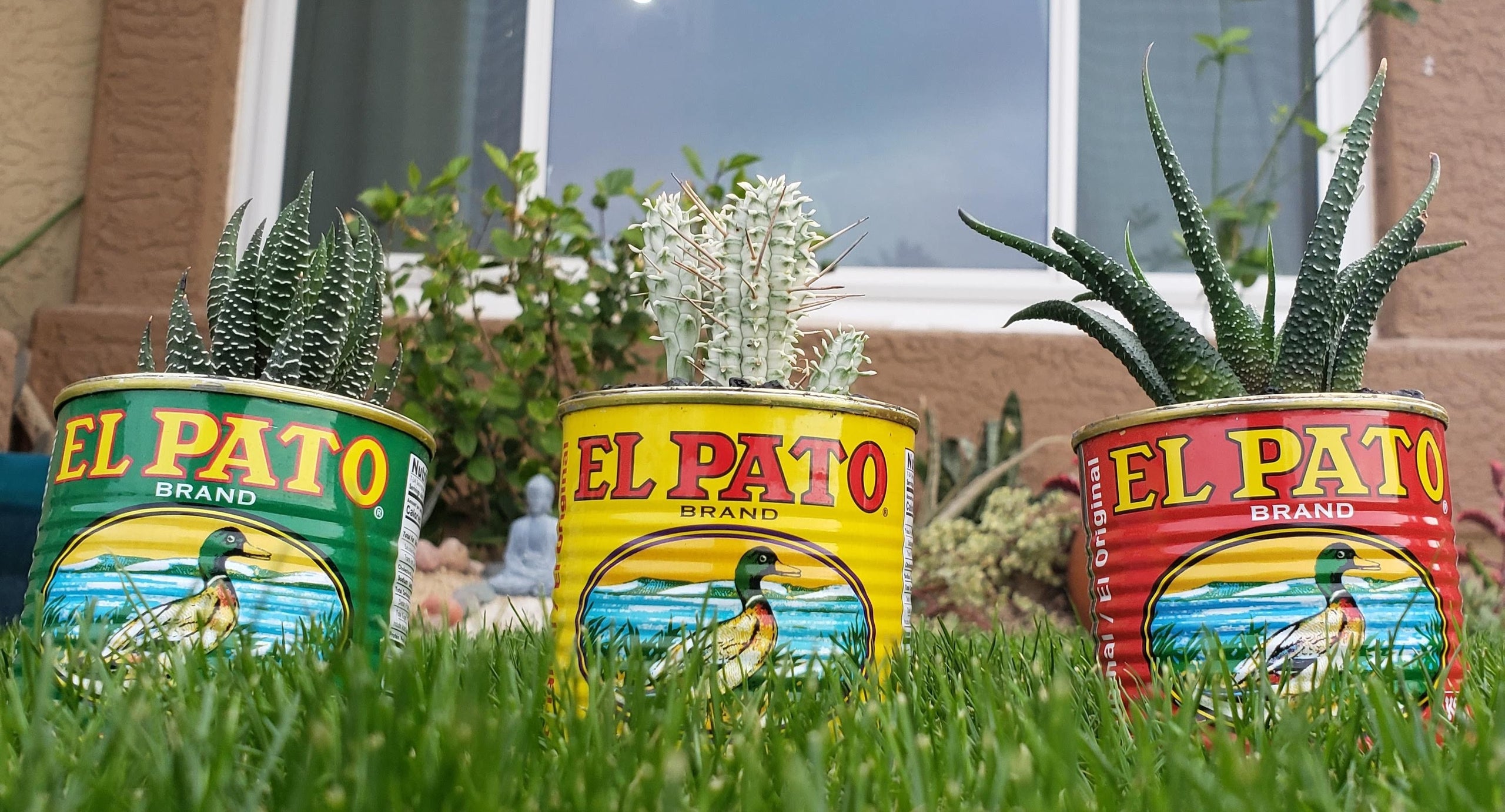 El Pato Succulent planter | Botanica Yuma